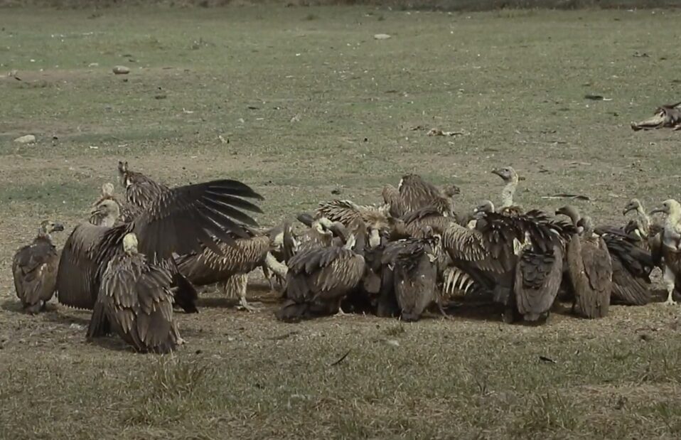 Protecting the Vultures of Nepal: An Interview with Namita Kandel ...